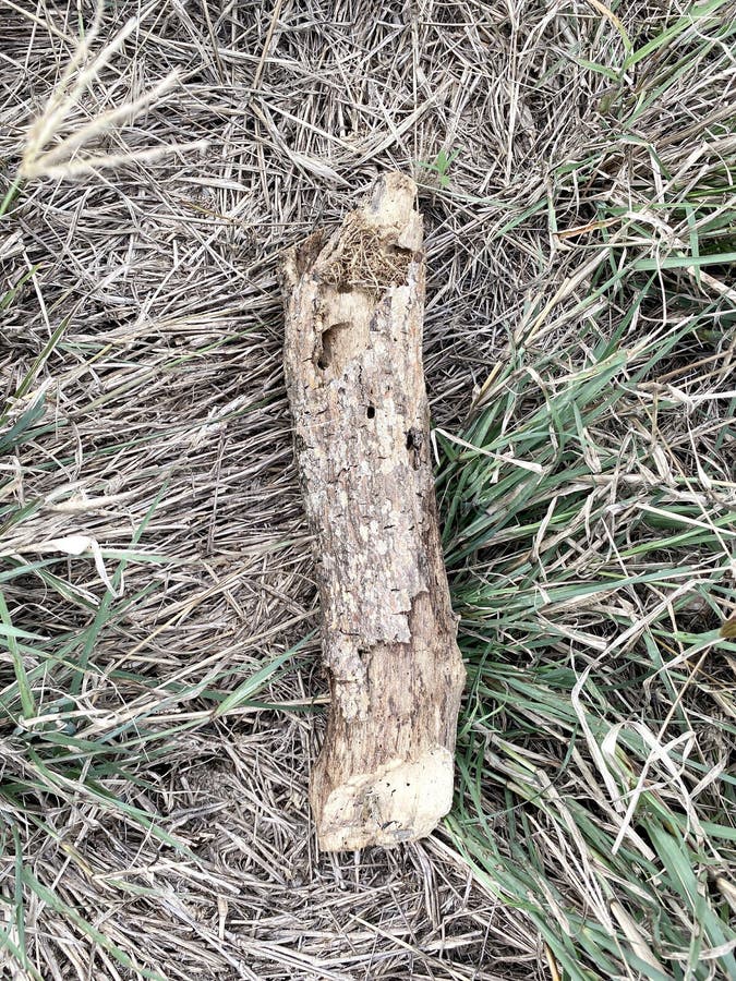 Wooden log on the ground stock photo. Image of outdoors - 261121128