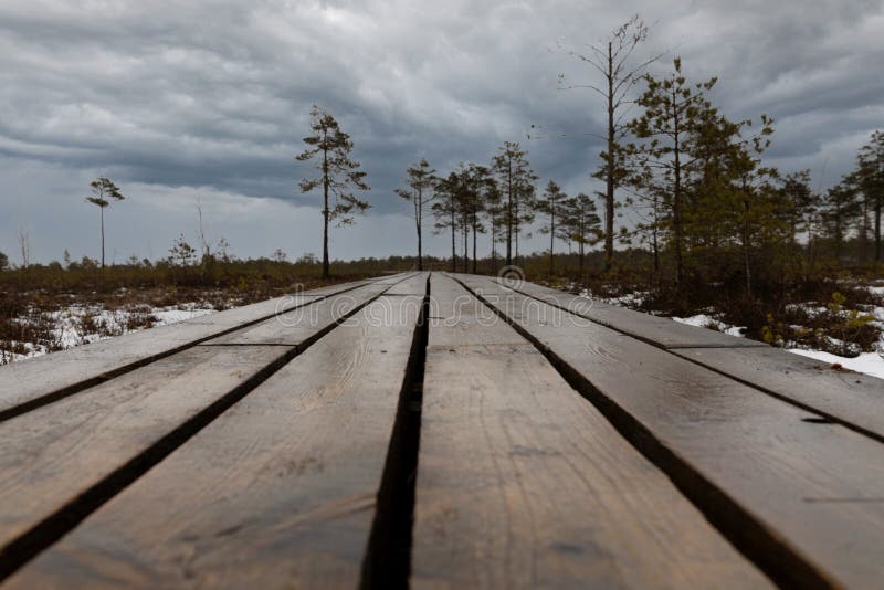 Close Up of Wooden Pathway in a Swamp with Small Trees and Dramatic Sky ...