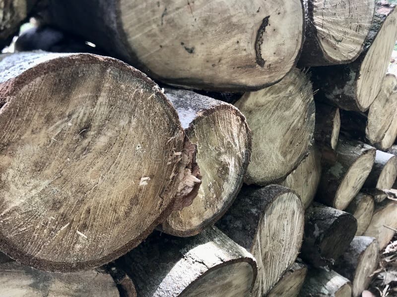 Close Up of the Wooden Stack after Cutting from the Tree Stock Photo ...