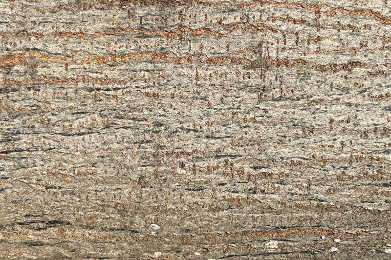 Close up of wooden texture stock photo. Image of abstract - 276080594 Close up of wooden texture stock photo. Image of abstract - 276080594