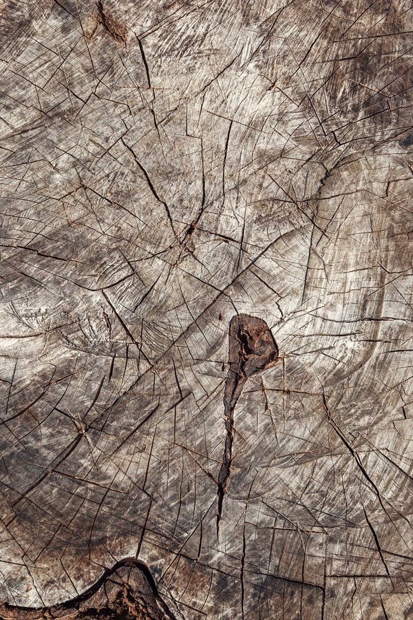 Close Up of Wooden Texture of Cut Tree Trunk Stock Photo - Image of ... Close Up of Wooden Texture of Cut Tree Trunk Stock Photo - Image of ...