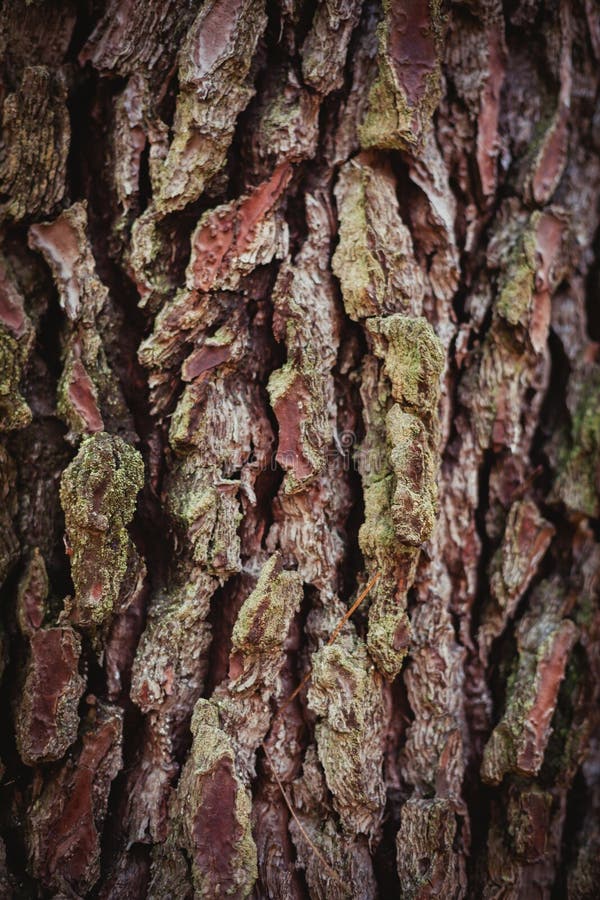 Close-up Wooden Trunk Texture Stock Image - Image of abstract, bark ...