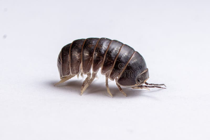 Close-up of a Woodlouse, Isopodod Walking Stock Photo - Image of isopod ...