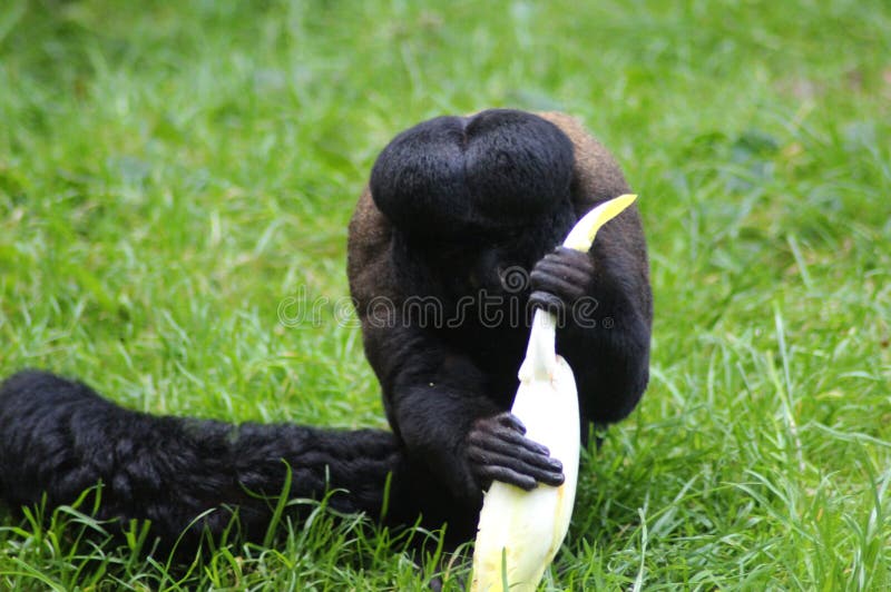 Woolly monkey eating stock image. Image of jungle, funny - 106227317