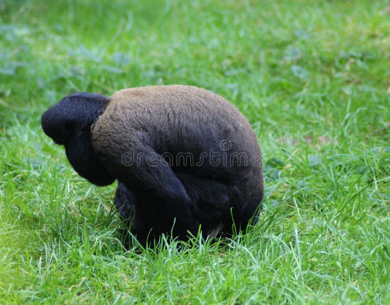 Woolly monkey in tree stock image. Image of animal, common - 106227363