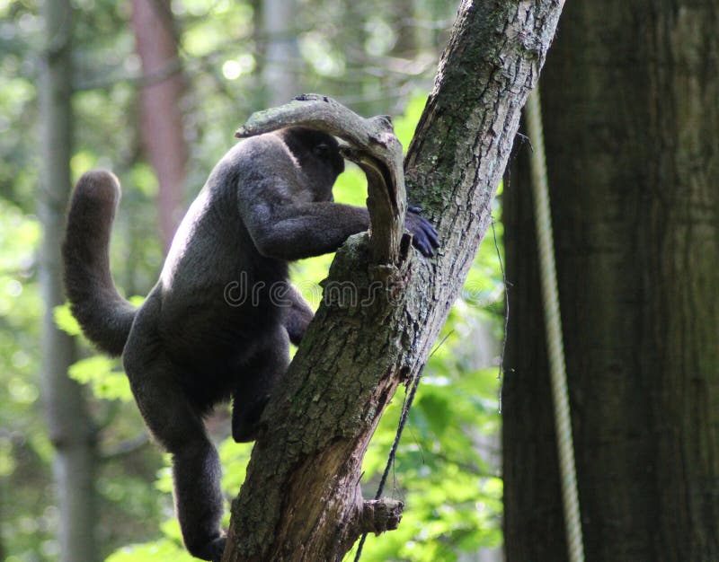 Woolly monkey in tree stock photo. Image of eyes, creature - 106227374
