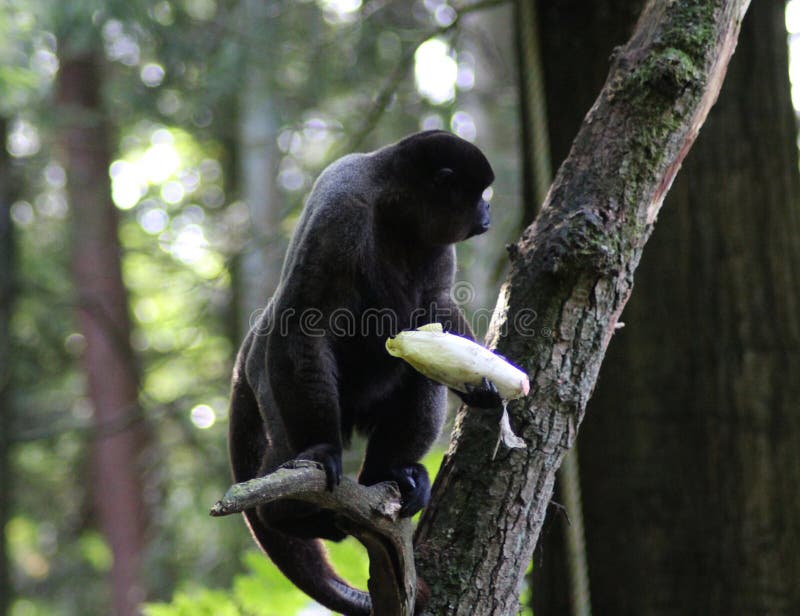 Woolly monkey in tree stock image. Image of jungle, face - 106227641