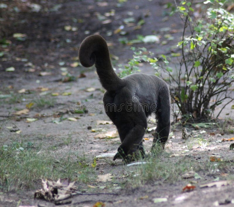 305 Woolly Monkey Stock Photos - Free & Royalty-Free Stock Photos from ...