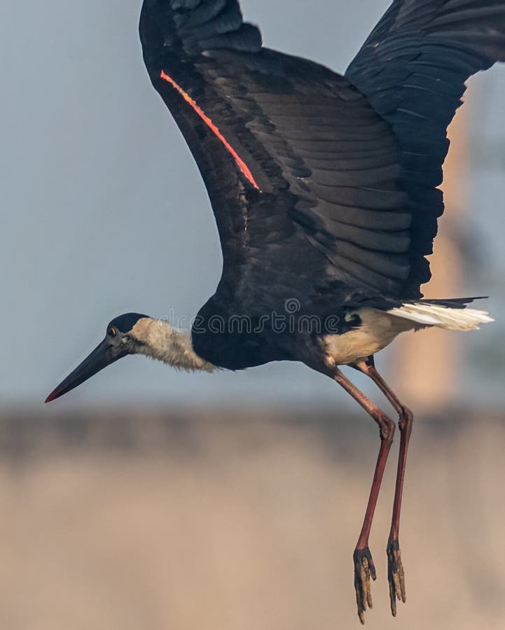 A Close Up of Woolly Necked Stork Stock Photo - Image of biodiversity ...