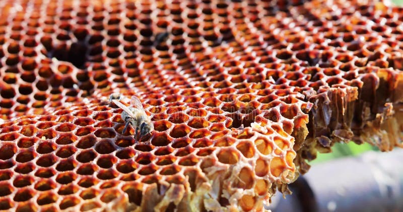 Bee Larva, Honey Bee Brood. the Birth of a Bee, Life Cycle Stock ...