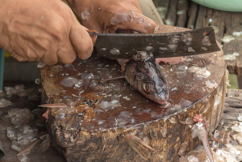 Close-up of Worker Cutting Fish on a Board Stock Image - Image of ...