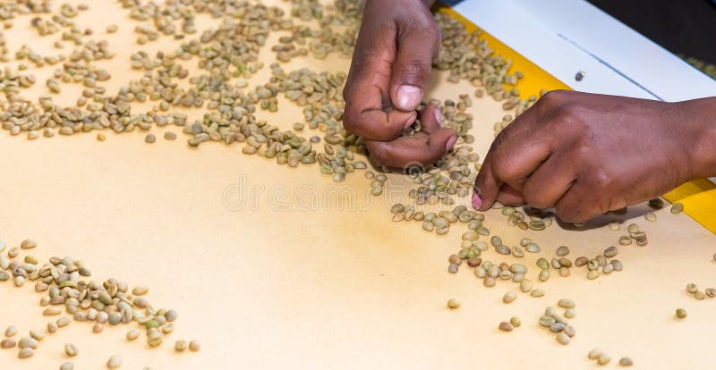 Raw Coffee Bean Sorting and Processing in a Factory Stock Photo - Image ...