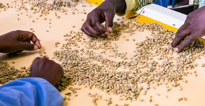 Raw Coffee Bean Sorting and Processing in a Factory Stock Image - Image ...