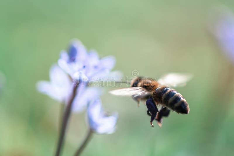 Close-up of a Working Bee Hovering Over a Blue Wildflower Stock Photo ...
