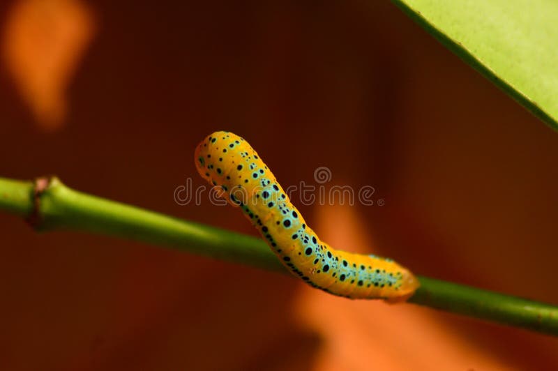Close-up of a Worm on a Stick Stock Photo - Image of wildlife, hand ...