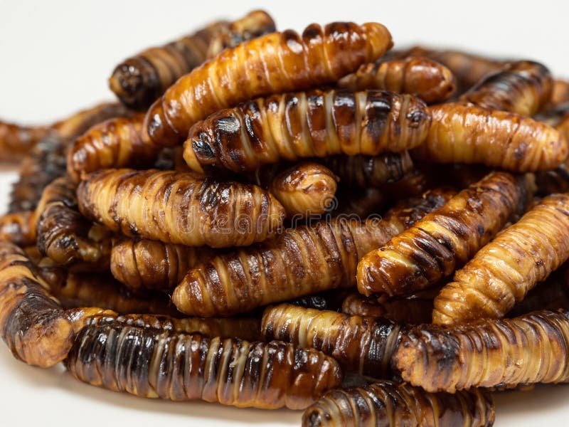 Close up of a worms stock image. Image of yellow, natural - 330110865