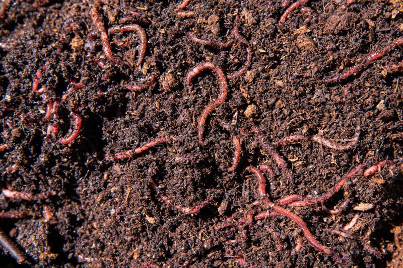 Close-up of Worms in Rich Soil Compost Bin Stock Photo - Image of worms ...