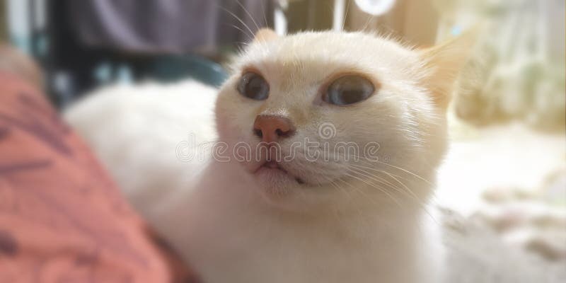 Close Up of Worried White Cat Face Stock Photo - Image of lovely, adult ...