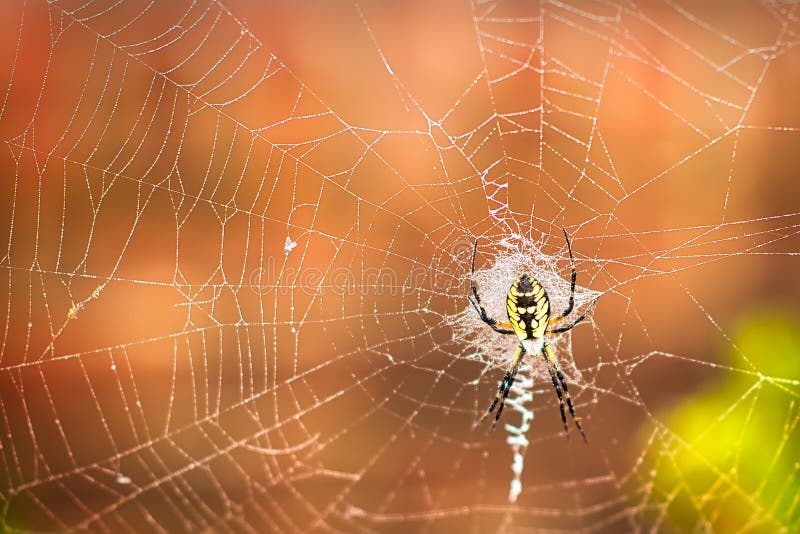 Writing spider in web stock photo. Image of nature, legs - 6546352