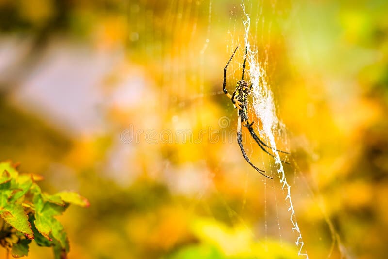 Large Web of a Writing Spider Stock Image - Image of coop, door: 125778409