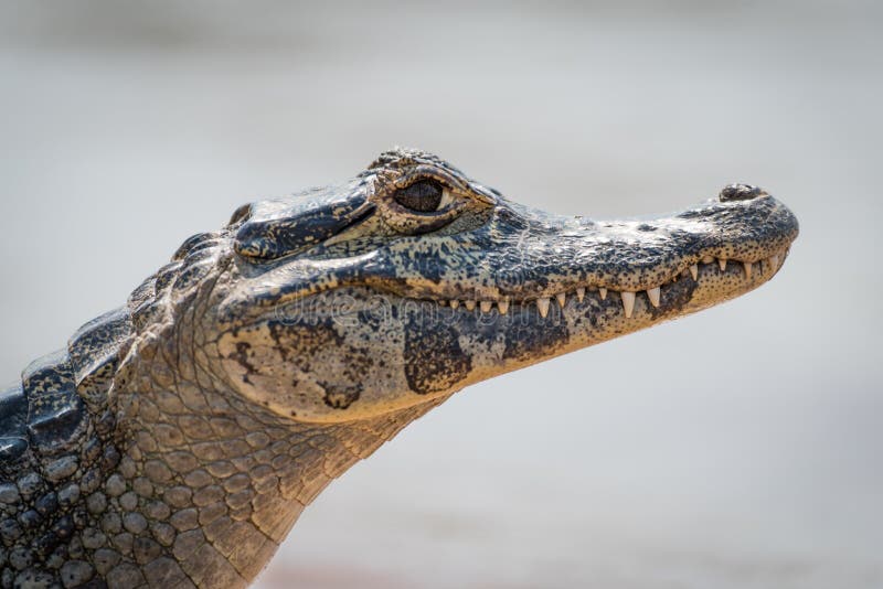 Close-up of Yacare Caiman Head Eyeing Camera Stock Photo - Image of ...