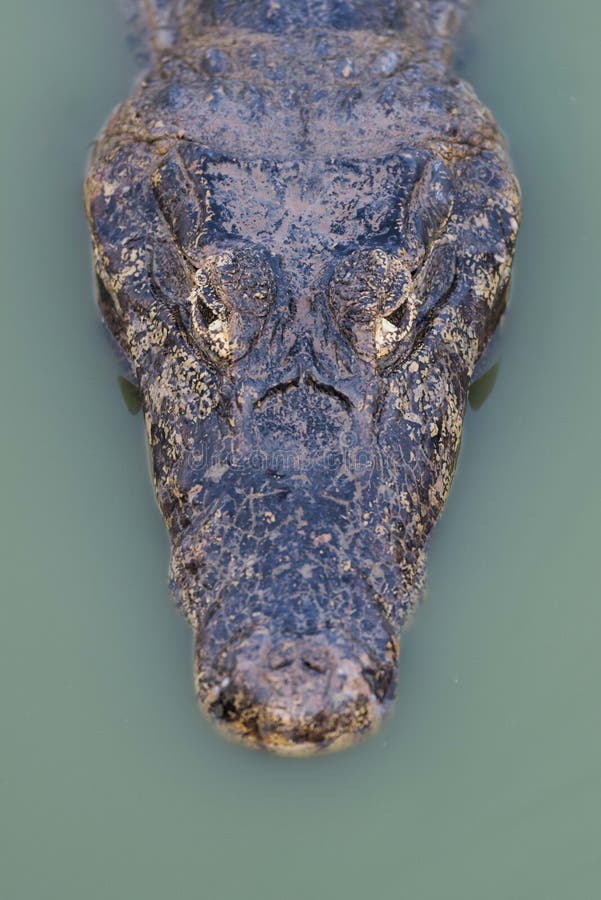 Close-up of Yacare Caiman Head in Pool Stock Image - Image of reptile ...