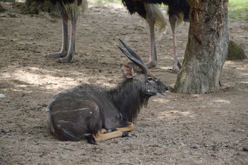 Yak on the ground stock image. Image of ground, blue - 93720233