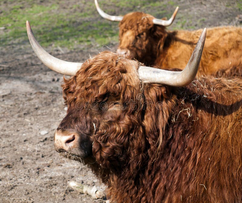 Close up of a yak head stock image. Image of weekend - 69219997