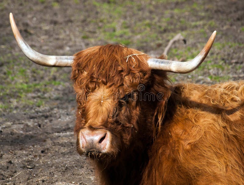 Close up of yak head stock image. Image of together, holiday - 69220027
