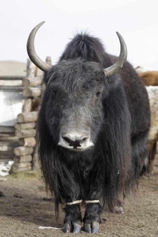 Close Up of a Yak in Mongolia Stock Image - Image of outdoors, brown ...