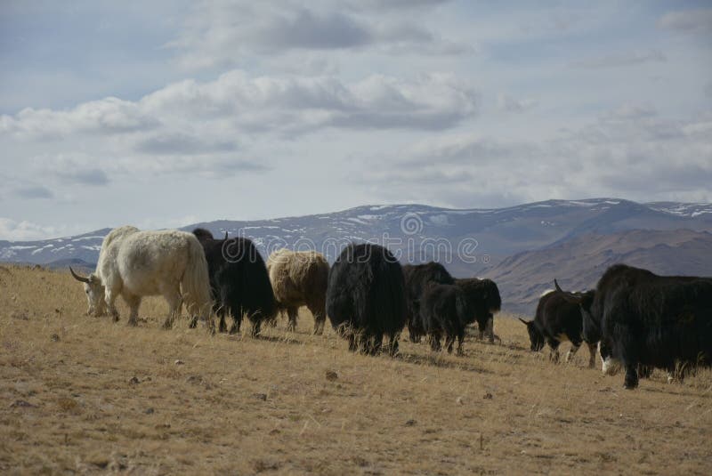 A close-up of the yaks stock photo. Image of stallion - 346924518