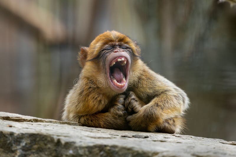 Yawning monkey on a rock stock photo. Image of wildlife - 337736978