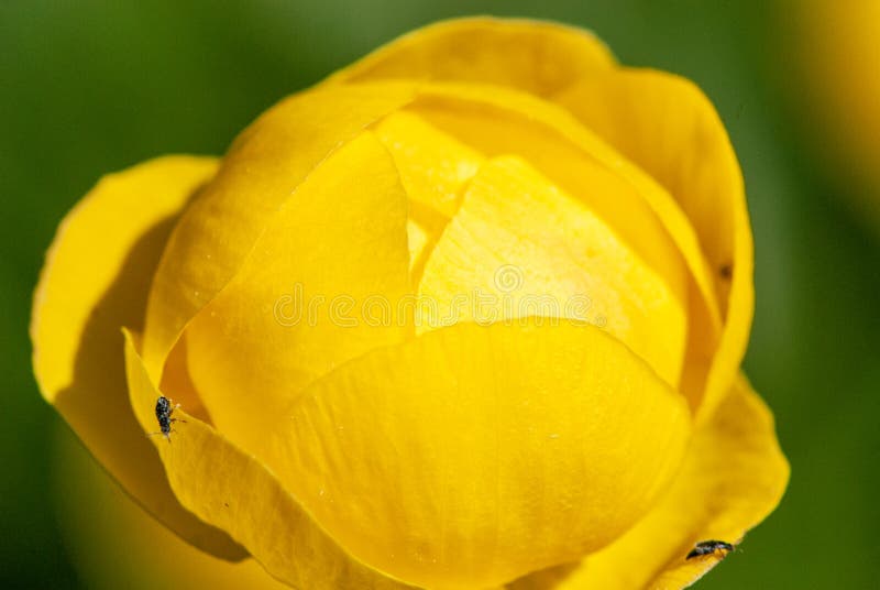 Close-up Yellow Alpine Globe Flower on Sun Light Stock Photo - Image of ...