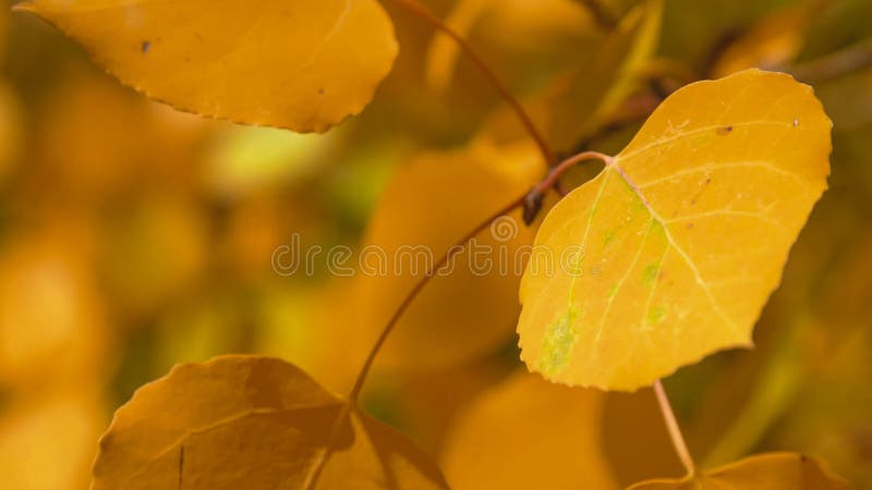Close Up of Yellow Aspen Tree Leaves Stock Photo - Image of plant ...