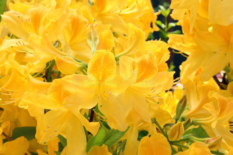 Yellow Azalea Flower, Latin Name Rhododendron Luteum, In Full Blossom ...