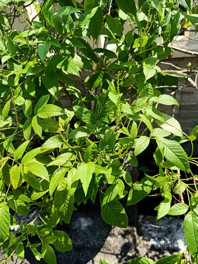 Close Up of Yellow Bells Plant Stock Photo - Image of plant, nature ...