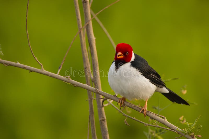 Yellow Billed Cardinal Stock Photos - Free & Royalty-Free Stock Photos ...