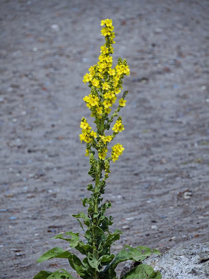 Close-up of Yellow Blooming Mullein, Verbascum Stock Image - Image of ...
