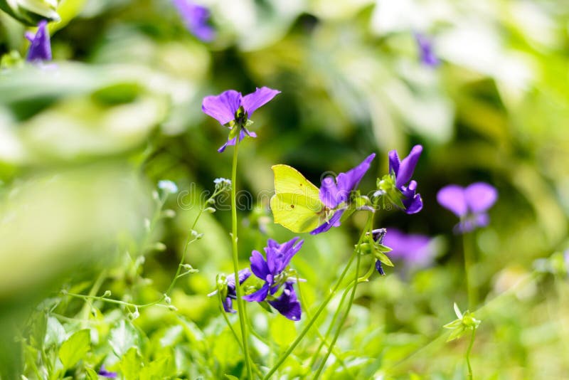Close Up Yellow Butterfly On Green Leaves In Grass Blurred Background