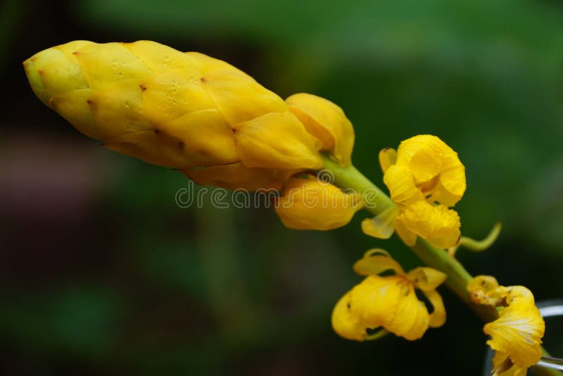 The Close-up of Candlestick Flower. Stock Image - Image of cassia, daun ...