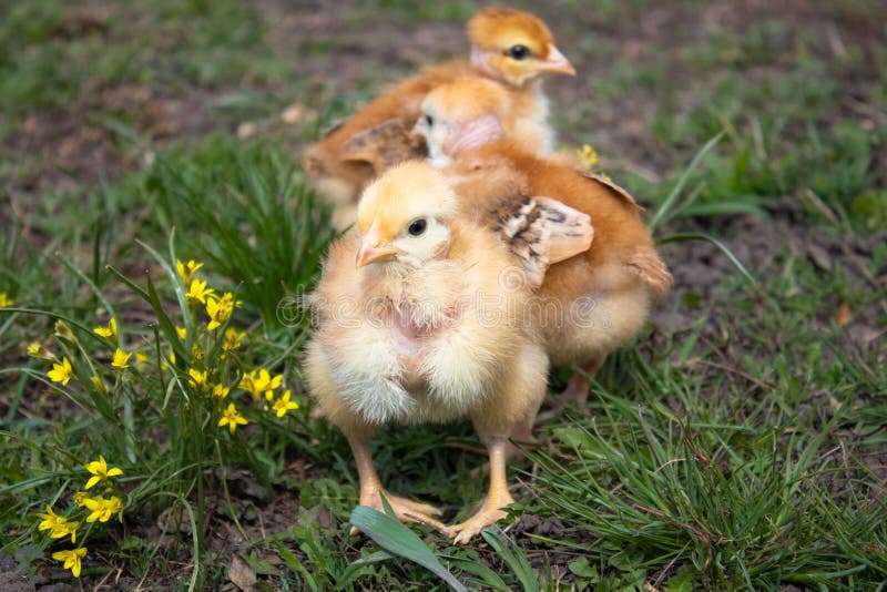 Close-up of Yellow Chickens on the Grass, Beautiful Yellow Little ...