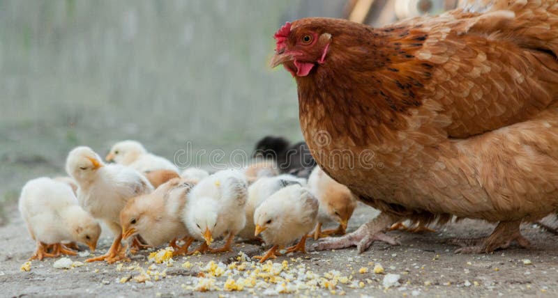 Close Up Yellow Chicks on the Floor , Beautiful Yellow Little Chickens ...