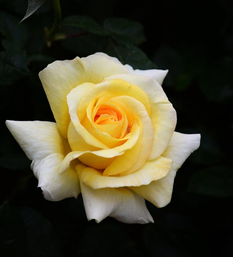 China Rose,Yellow stock image. Image of botanical, flower - 183240549