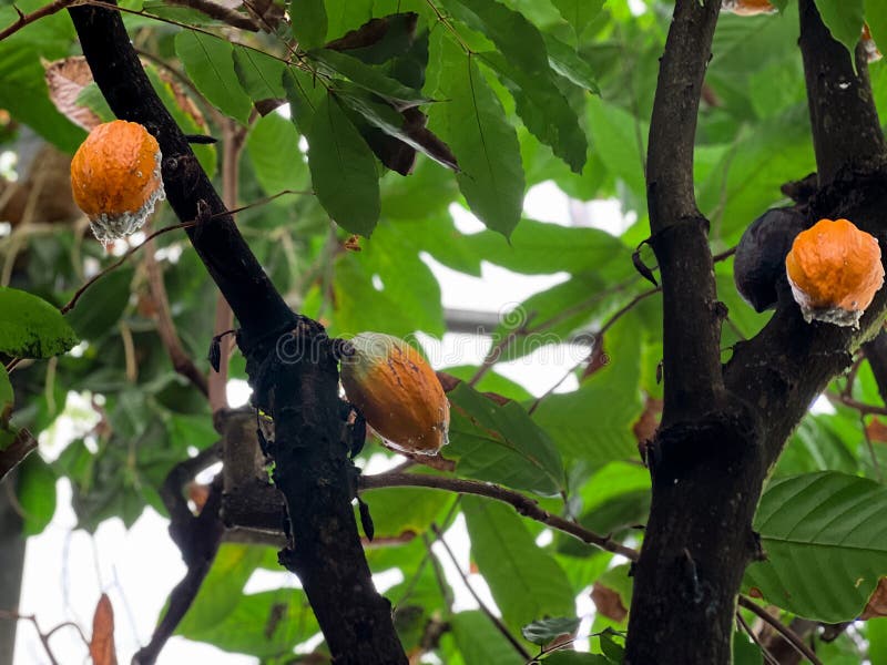 Close Up of Yellow Cocoa Pods Growing on a Tree Stock Image - Image of ...