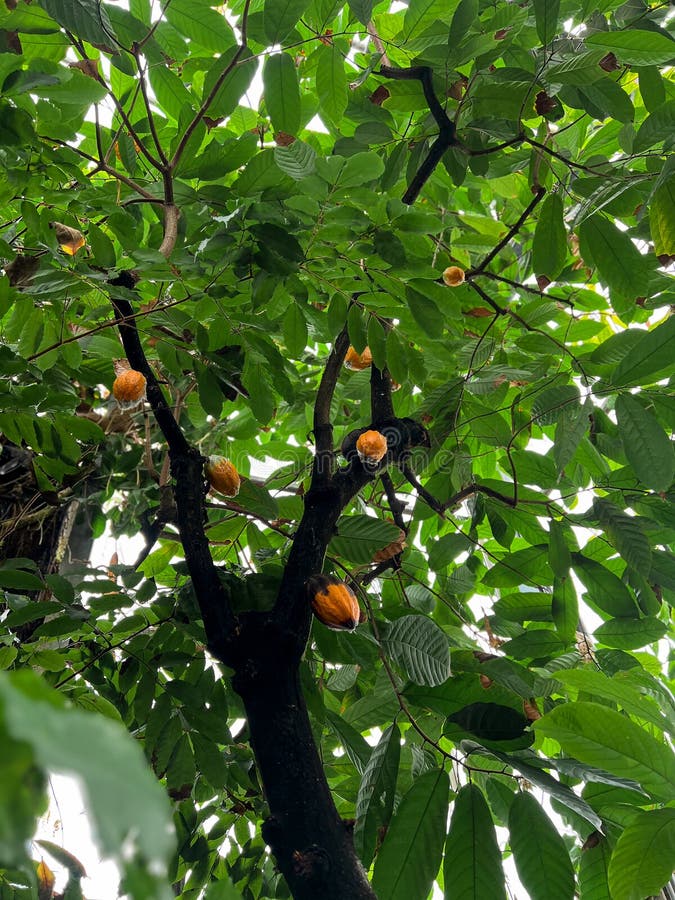 Close Up of Yellow Cocoa Pods Growing on a Tree Stock Image - Image of ...