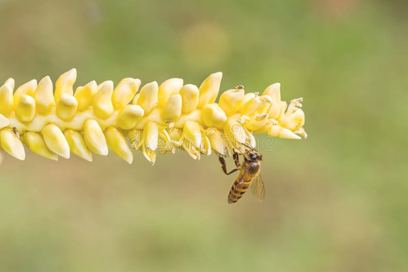 Close Up Yellow Coconut Pollen with Flying Bee Stock Image - Image of ...
