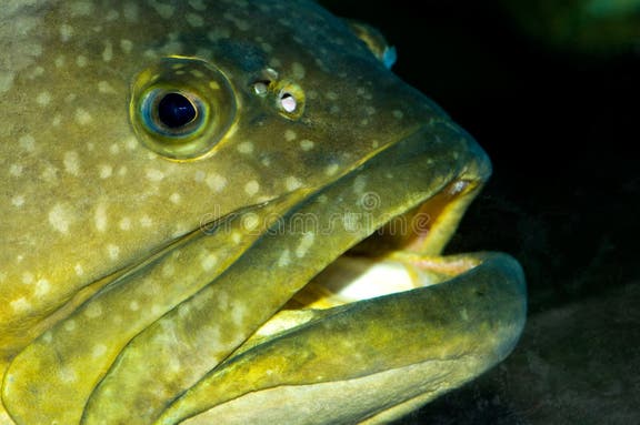 Close-up yellow cod-fish stock image. Image of large, aquarium - 9817719