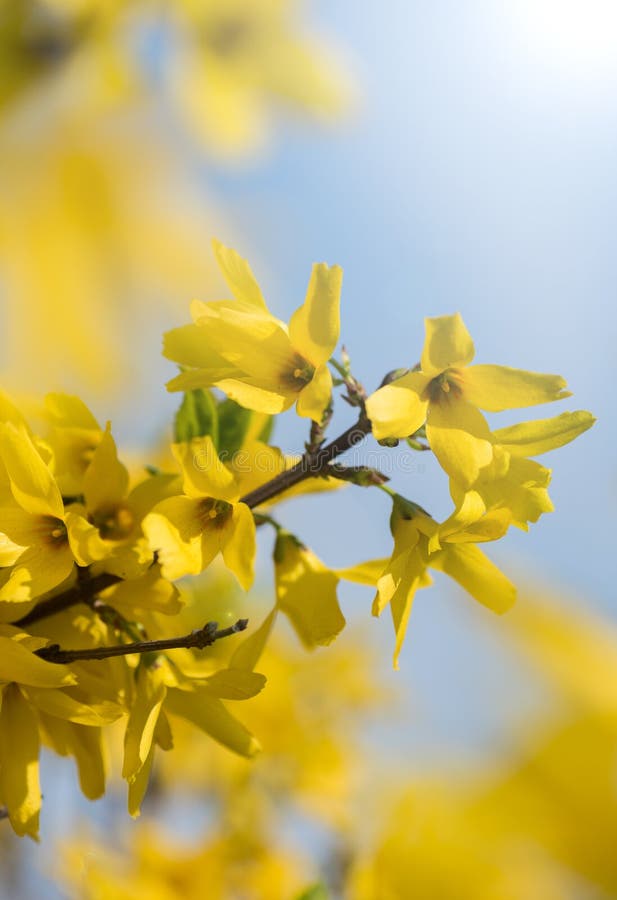 Yellow Plants. Close-up of Yellow Colors. the Spring Came. Stock Image ...