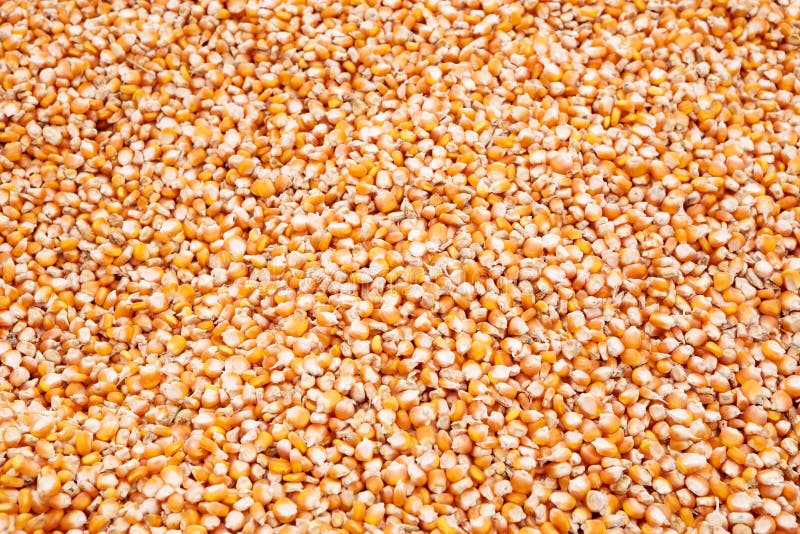 Close Up Yellow Corn Seed on Ground Stock Photo - Image of harvest ...