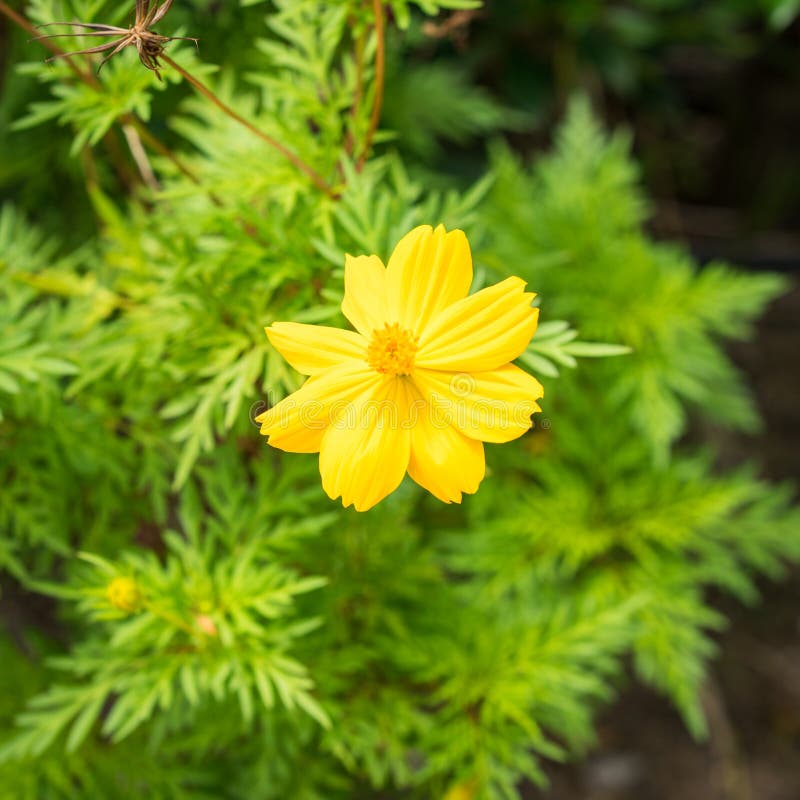 Close Up Yellow Cosmos Flower Stock Image - Image of blooming ...